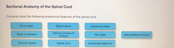 Solved Sectional Anatomy of the Spinal Cord Correctly label | Chegg.com