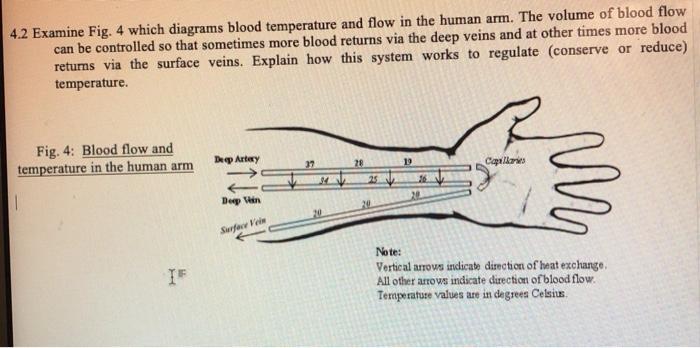 Solved 4.2 Examine Fig. 4 which diagrams blood temperature | Chegg.com