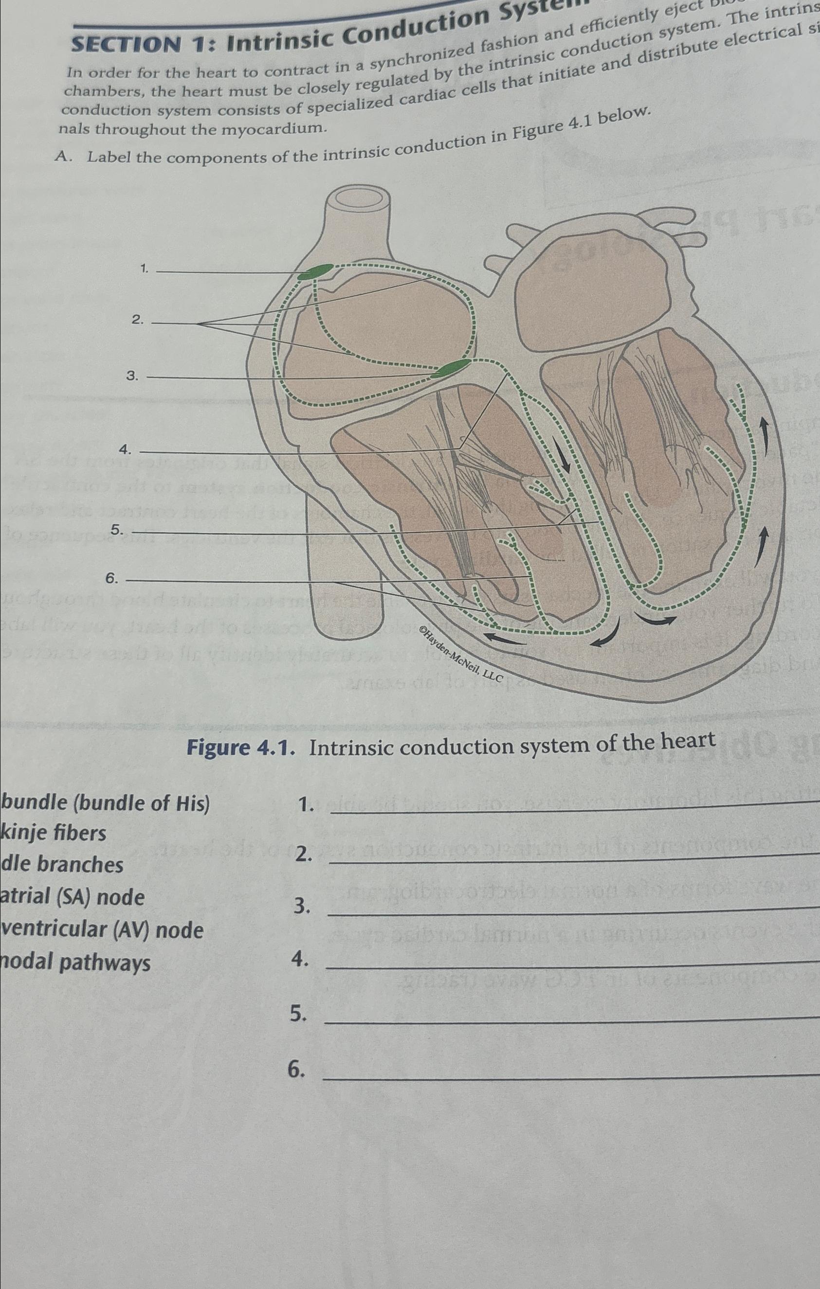 Solved SECTION 1: Intrinsic ConductionIn order for the heart | Chegg.com