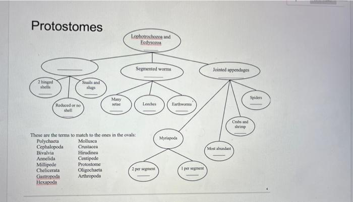 Solved Protostomes Lophotrochozoa and Eedysozoa A. | Chegg.com