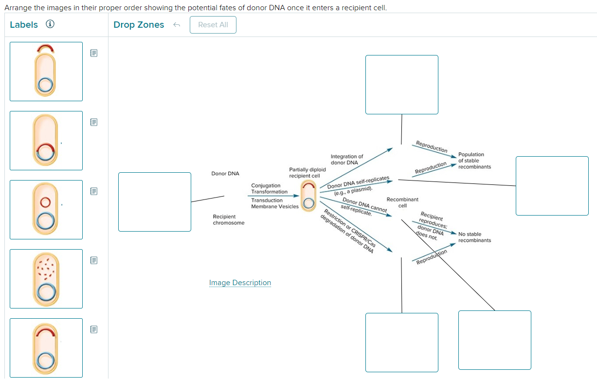Solved Arrange the images in their proper order showing the | Chegg.com