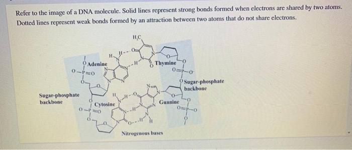 Solved Refer to the image of a DNA molecule. Solid lines | Chegg.com