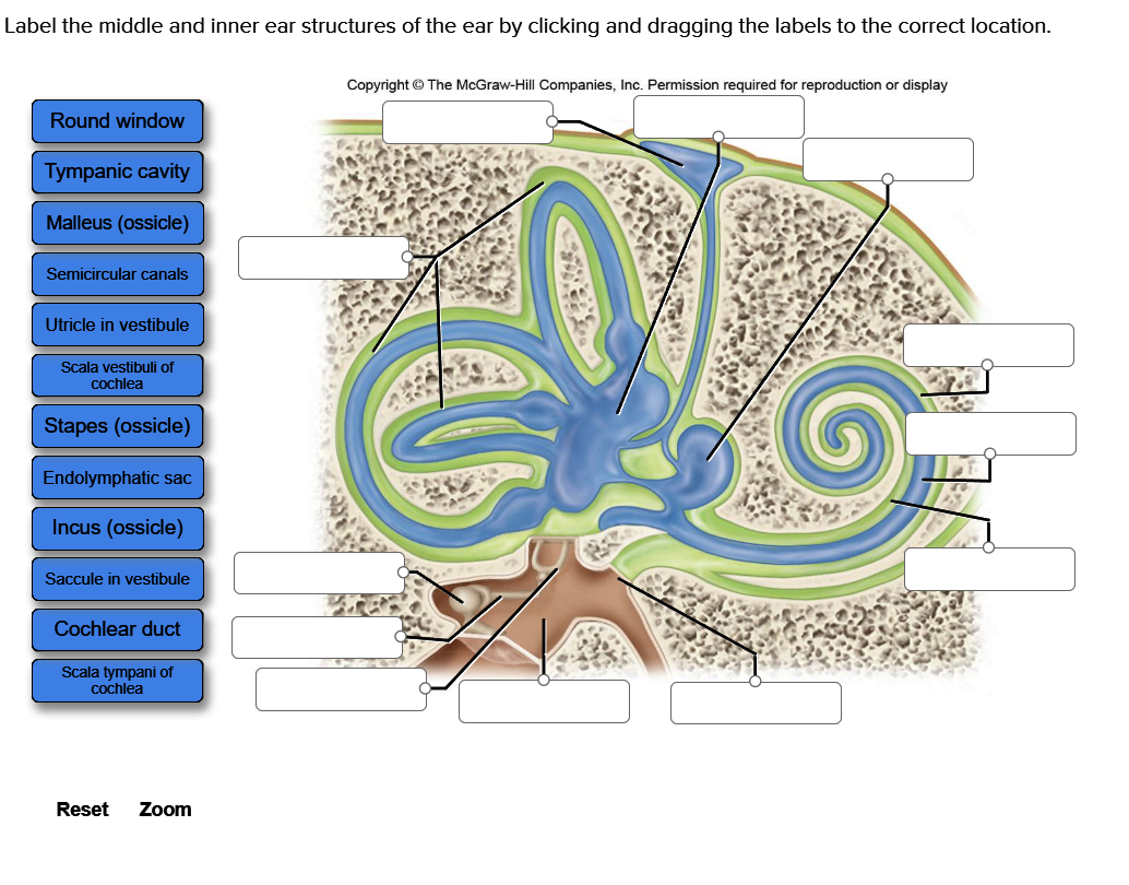 Solved Label the middle and inner ear structures of the ear | Chegg.com