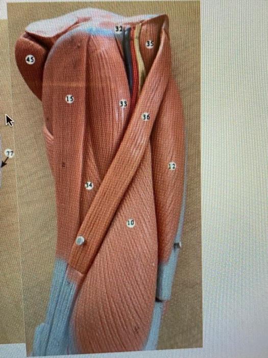 Solved Question 6 Muscles of lower extremity - Identify the | Chegg.com