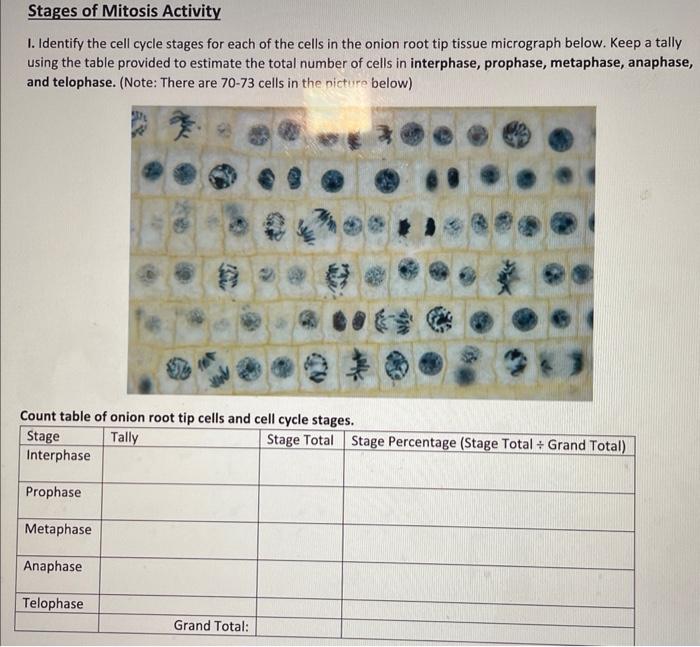 Solved Stages of Mitosis Activity I. Identify the cell cycle | Chegg.com