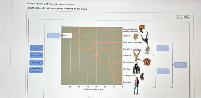 Solved The figure shows a phylogenetic toe of primates. Drag | Chegg.com