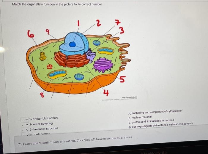 Solved Match the organelle's function in the picture to its | Chegg.com