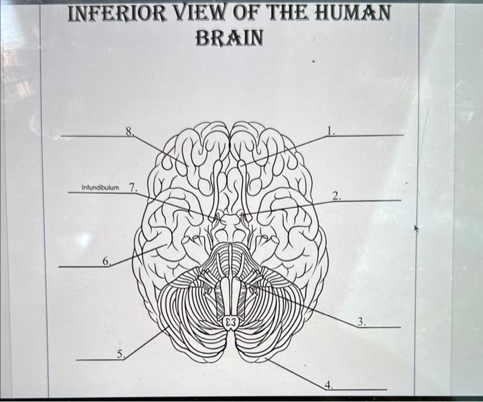 Solved INFERIOR VIEW OF THE HUMAN BRA IN INFERIOR VIEW of | Chegg.com