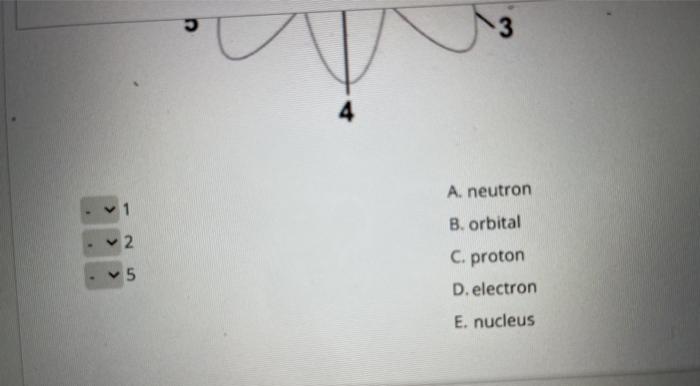 Match Functions Or Names To Structures On The Diagram Below