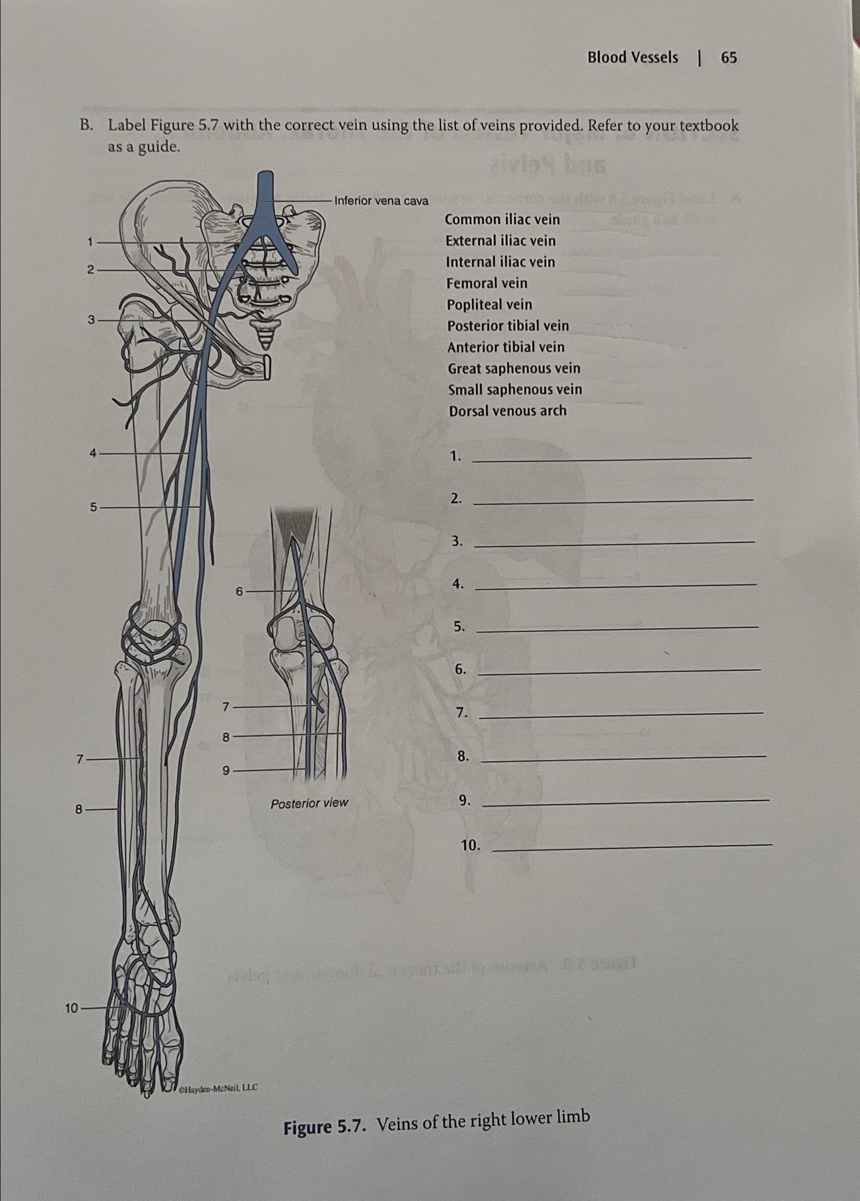Solved Blood Vessels65B. ﻿Label Figure 5.7 ﻿with the correct | Chegg.com
