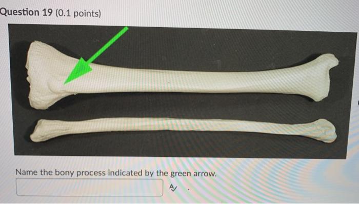 Solved Question 19 (0.1 points) Name the bony process | Chegg.com