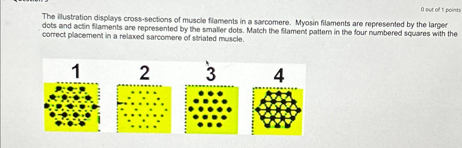 Solved The illustration displays cross-sections of muscle | Chegg.com