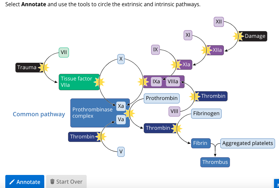 Solved Select Annotate and use the tools to circle the | Chegg.com
