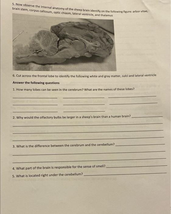 Solved 5. Now observe the internal anatomy of the sheep | Chegg.com