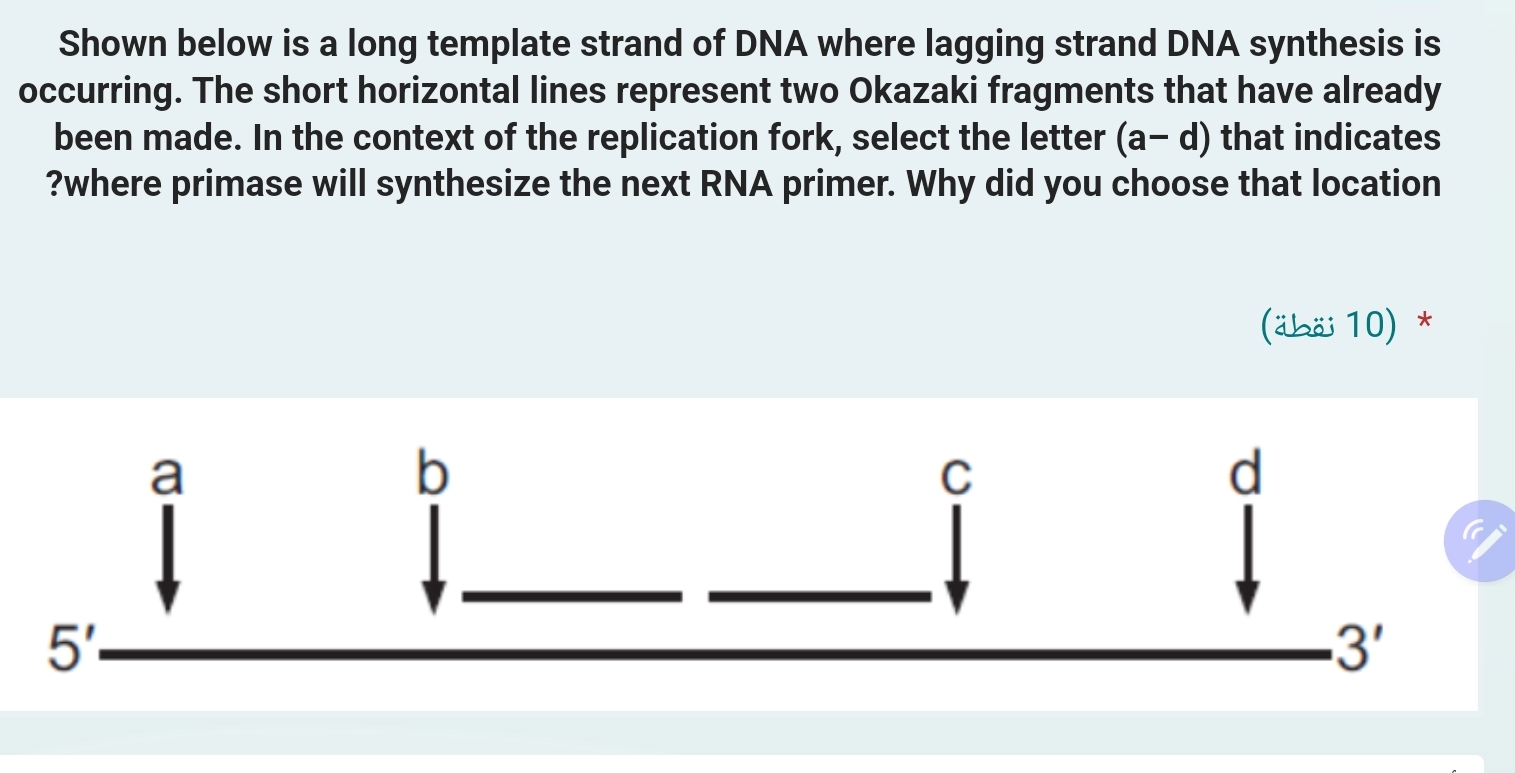 Solved Shown below is a long template strand of DNA where | Chegg.com