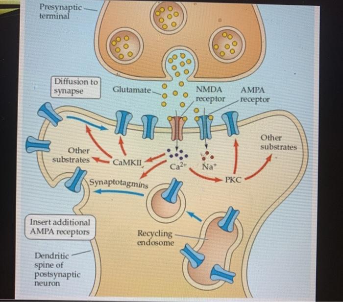 Solved Presynaptic terminal og O Diffusion to synapse | Chegg.com