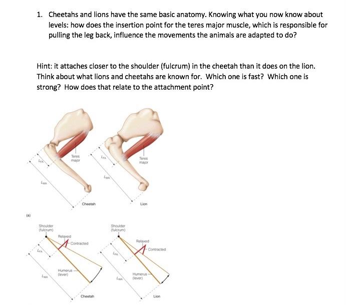 Solved (a) 1. Cheetahs and lions have the same basic | Chegg.com