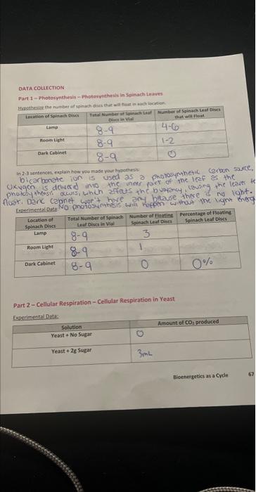 Solved Part 2-Cellular Respiration in Yeast 5. From your | Chegg.com