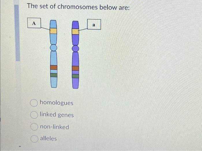 Solved The set of chromosomes below are: A homologues linked | Chegg.com