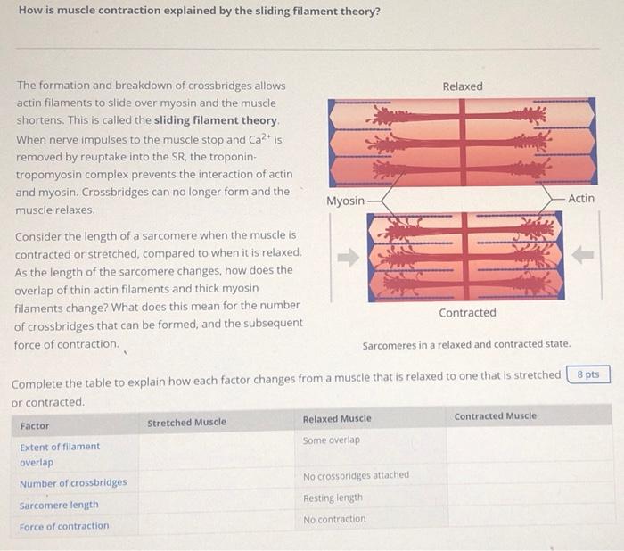 Solved How is muscle contraction explained by the sliding | Chegg.com