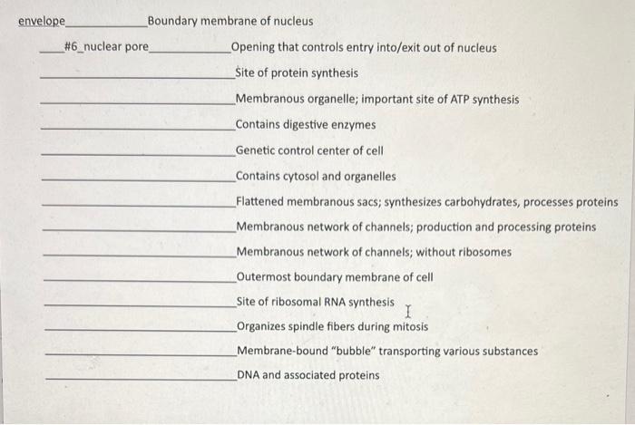 Solved envelope Boundary membrane of nucleus \#6_ nuclear | Chegg.com