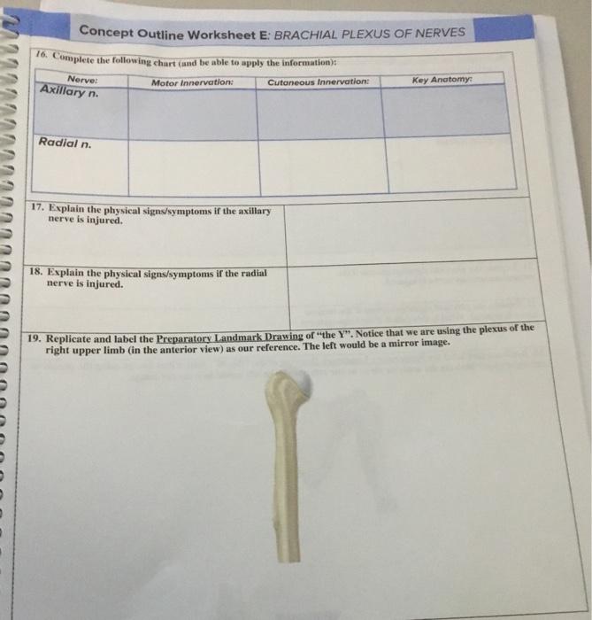 Solved Concept Outline Worksheet E: BRACHIAL PLEXUS OF | Chegg.com