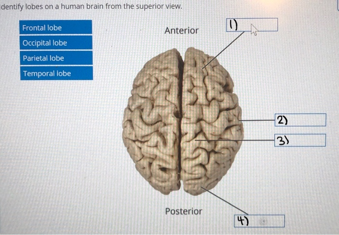 Solved dentify lobes on a human brain from the superior | Chegg.com