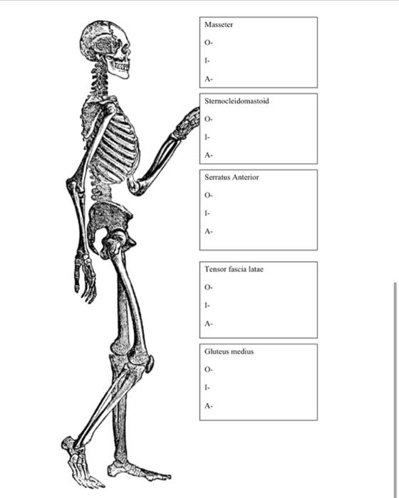 Solved Muscular System Assignment Remember that skeletal | Chegg.com