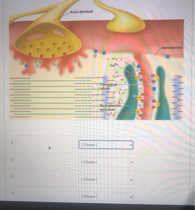 Solved Axon terminal Sarcolemma Co2 Transverse tubule | Chegg.com