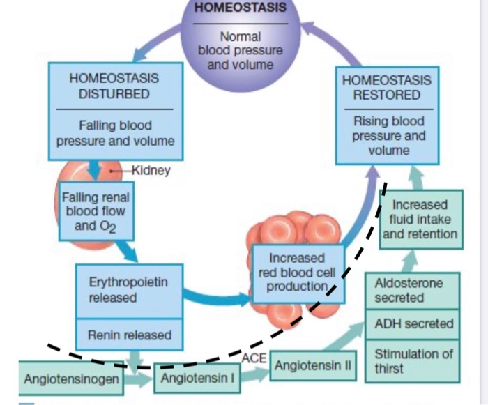 Solved HOMEOSTASIS Normal Blood Pressure And Volume Chegg
