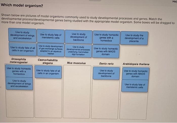 Solved Hel Which model organism? Shown below are pictures of | Chegg.com