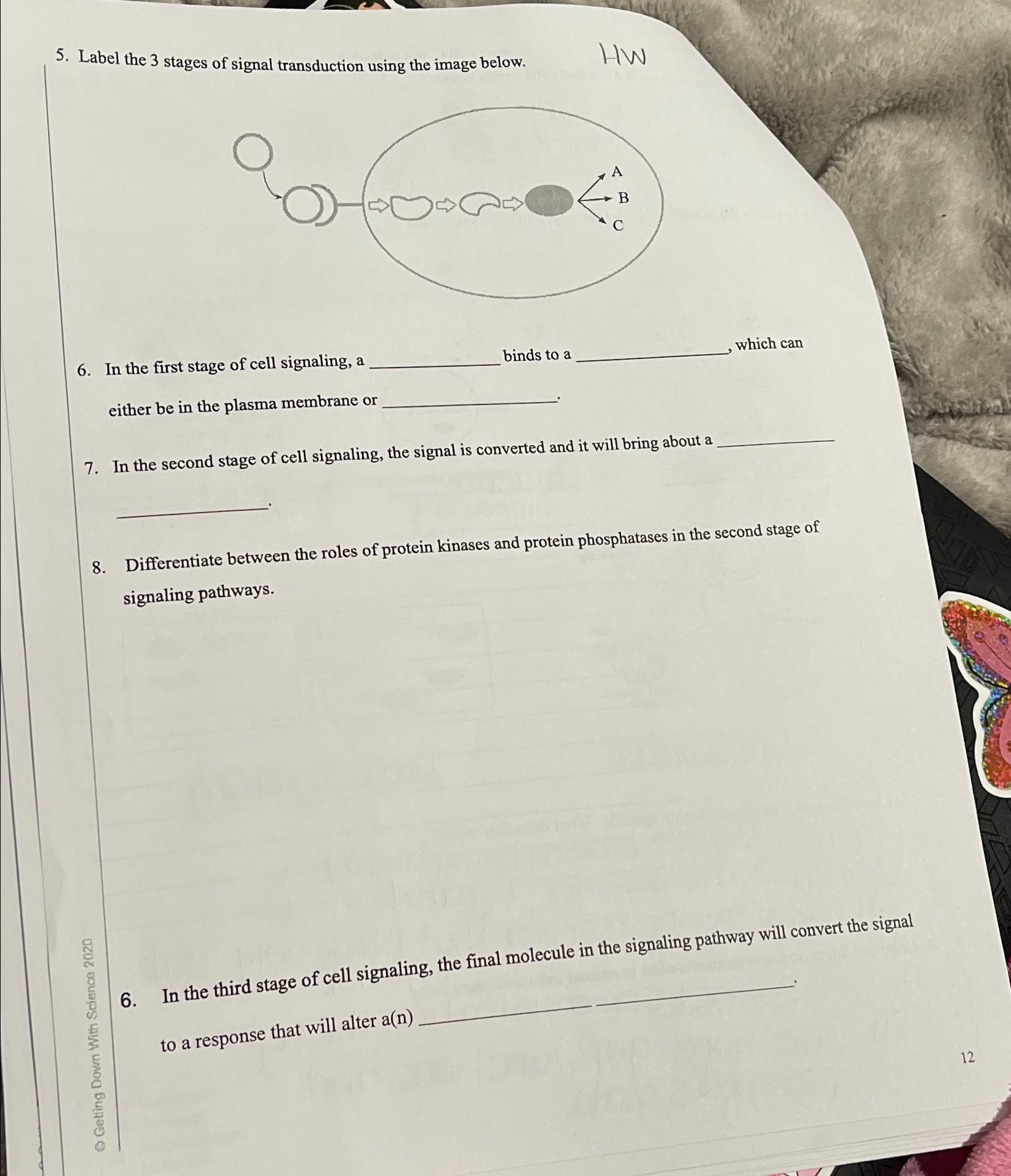 Solved Label the 3 stages of signal transduction using the | Chegg.com