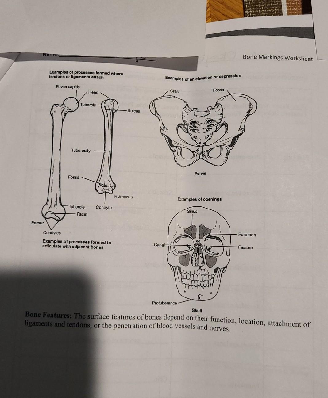 Solved Tvar Bone Markings Worksheet Examples of processes | Chegg.com
