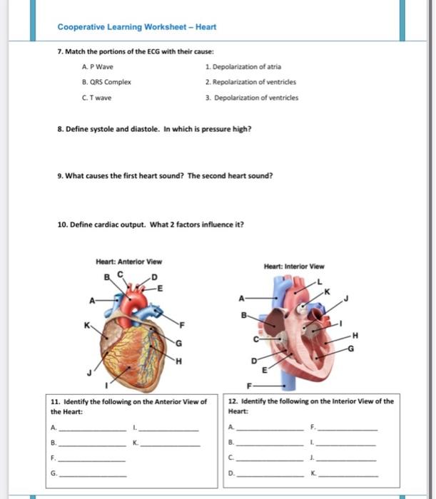 Solved Cooperative Learning Worksheet - Heart 7. Match the | Chegg.com