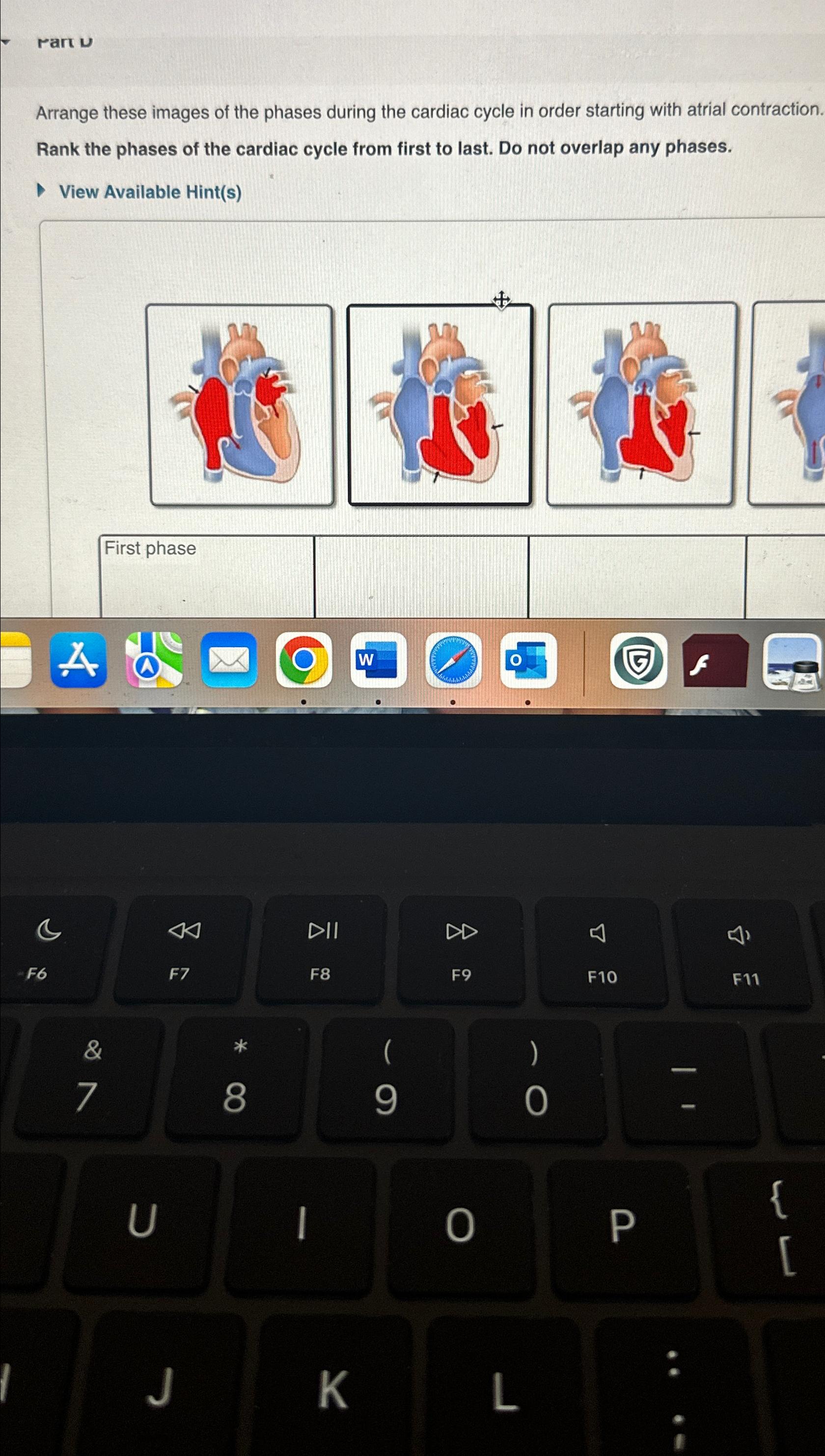 rartuArrange these images of the phases during the | Chegg.com