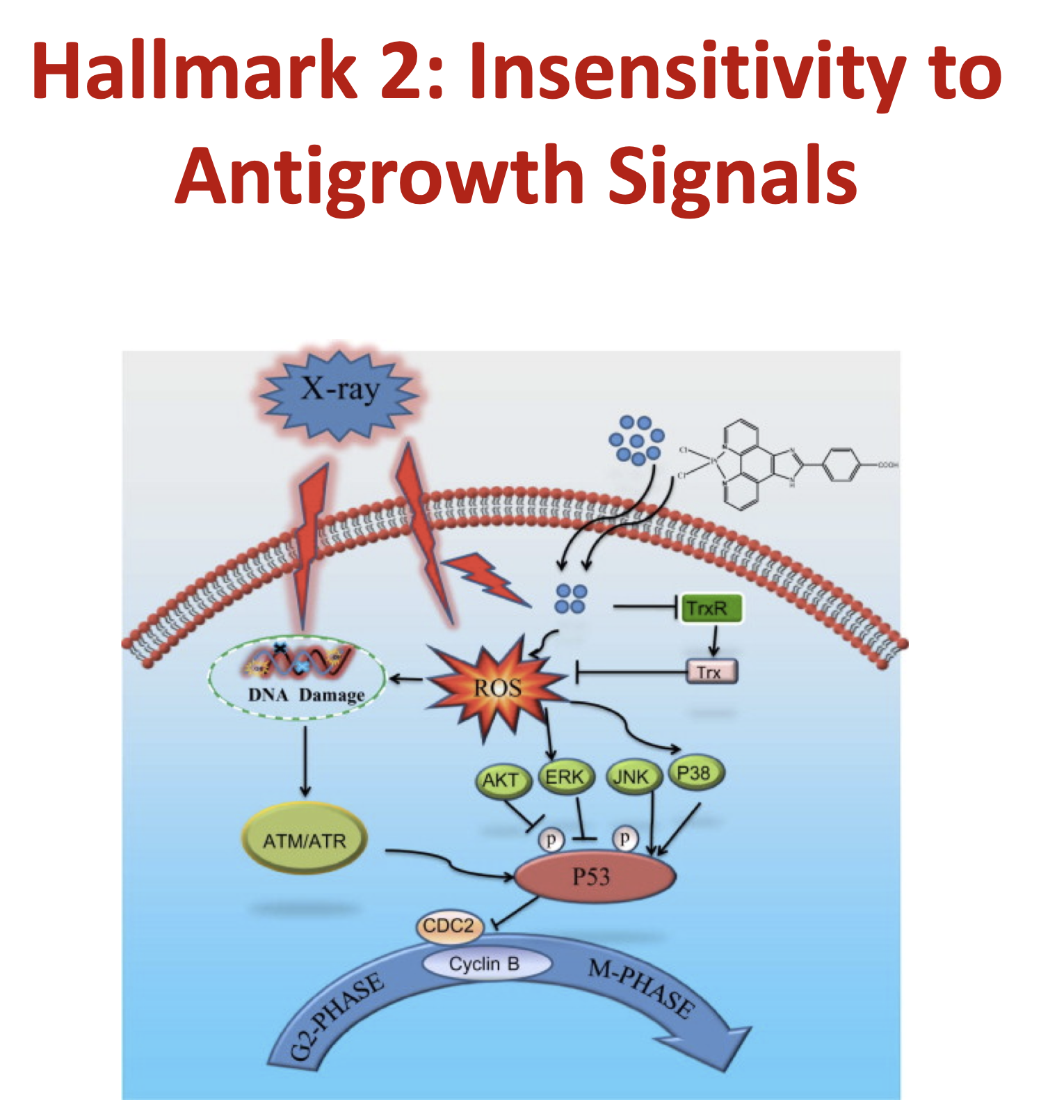 Solved What does this figure illustrate about Hallmark 2: | Chegg.com