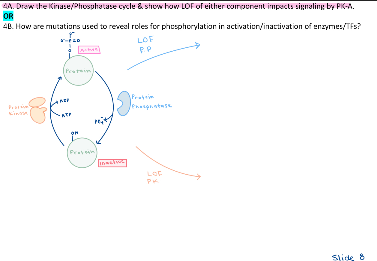 Solved 4A. ﻿Draw the Kinase/Phosphatase cycle & show how LOF | Chegg.com
