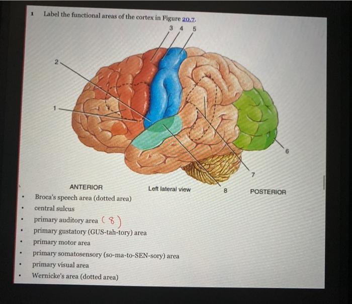 Solved 1 Label the functional areas of the cortex in Figure | Chegg.com