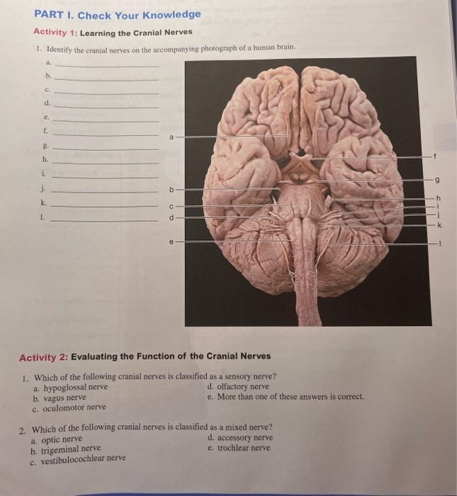 Solved Activity 1: Learning the Cranial Nerves 1. Identify | Chegg.com
