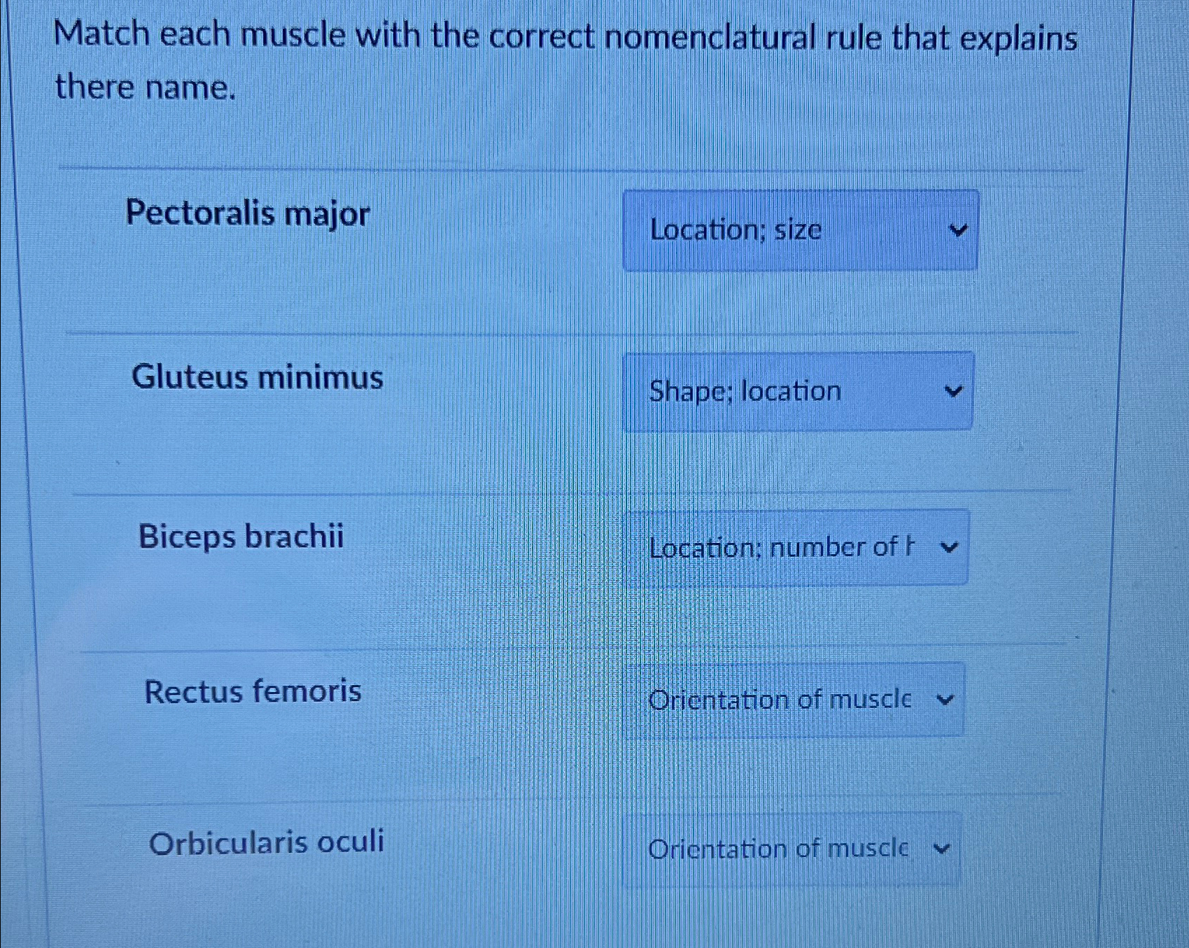Solved Match each muscle with the correct nomenclatural rule | Chegg.com