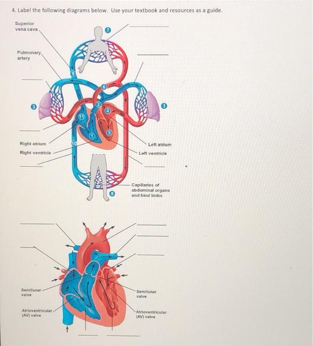 Solved 2. Compare and contrast the circulatory systems of | Chegg.com