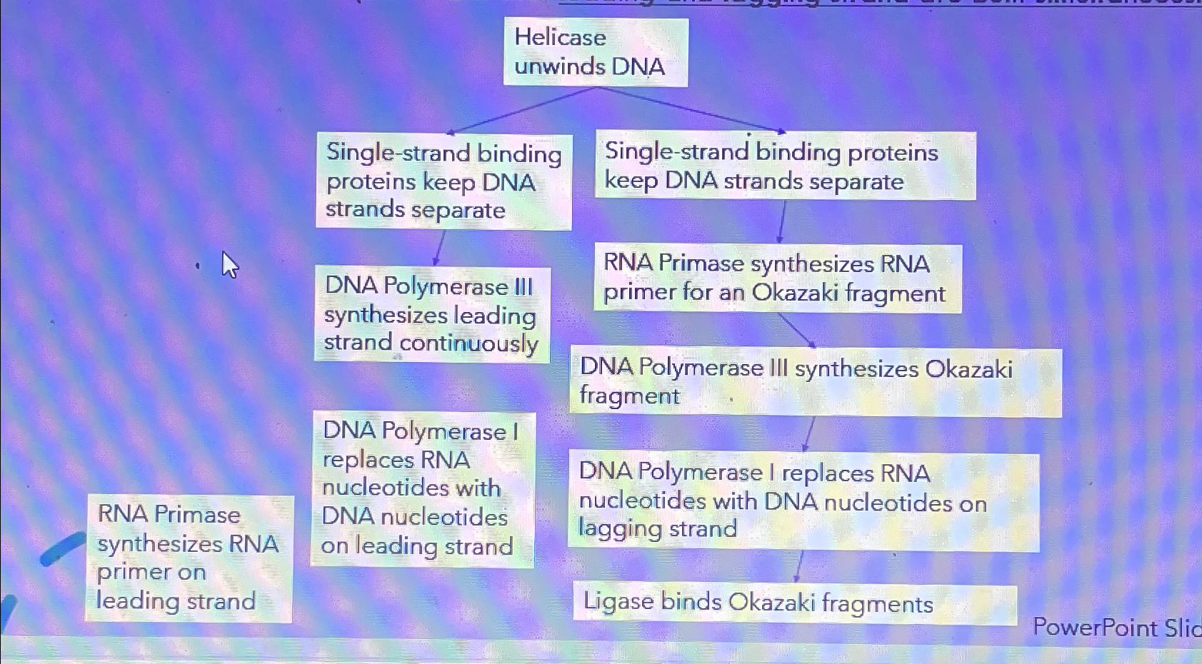 Solved Helicase unwinds DNASingle-strand binding proteins | Chegg.com