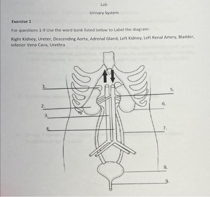Solved Lab Urinary System Exercise 1 For questions 1-9 Use | Chegg.com