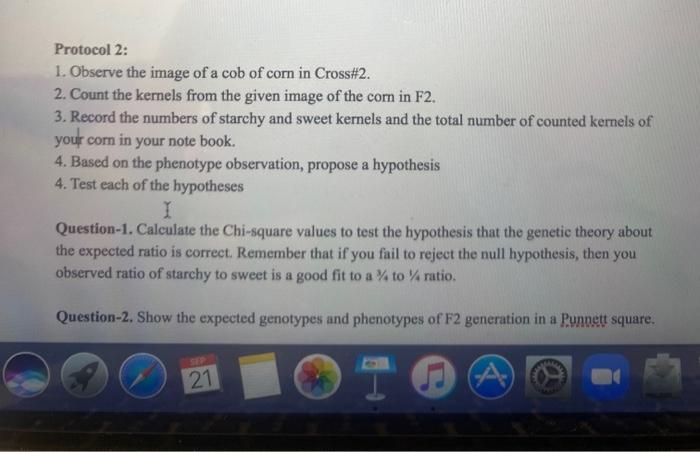 Solved Protocol 2: 1. Observe the image of a cob of corn in | Chegg.com