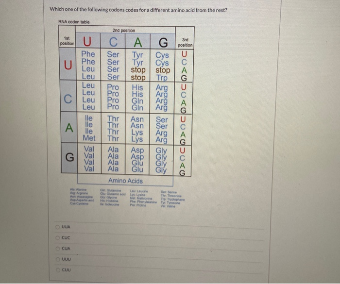 Solved Which one of the following codons codes for a | Chegg.com