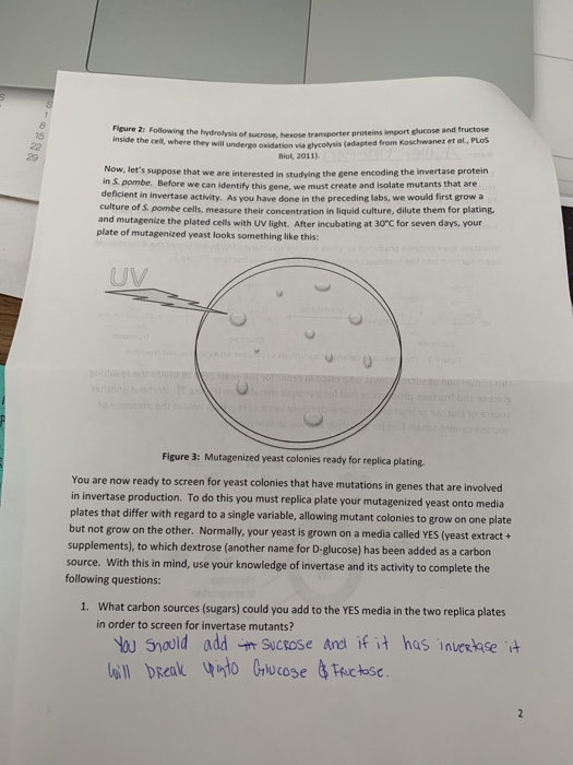 Solved During Lab 3 you utilized replica plating techniques | Chegg.com