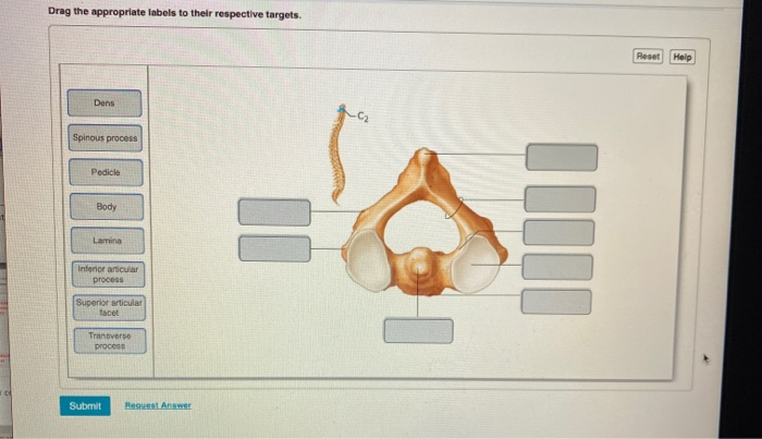 Solved Drag the appropriate labels to their respective | Chegg.com
