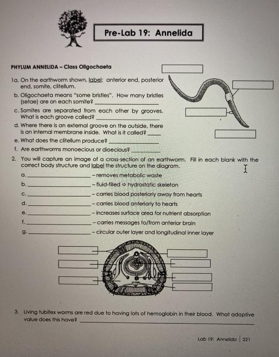 Solved Pre-Lab 19: Annelida PHYLUM ANNELIDA-Class | Chegg.com