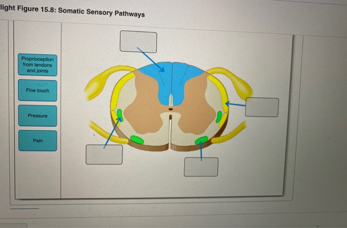 Solved light Figure 15.8: Somatic Sensory Pathways | Chegg.com
