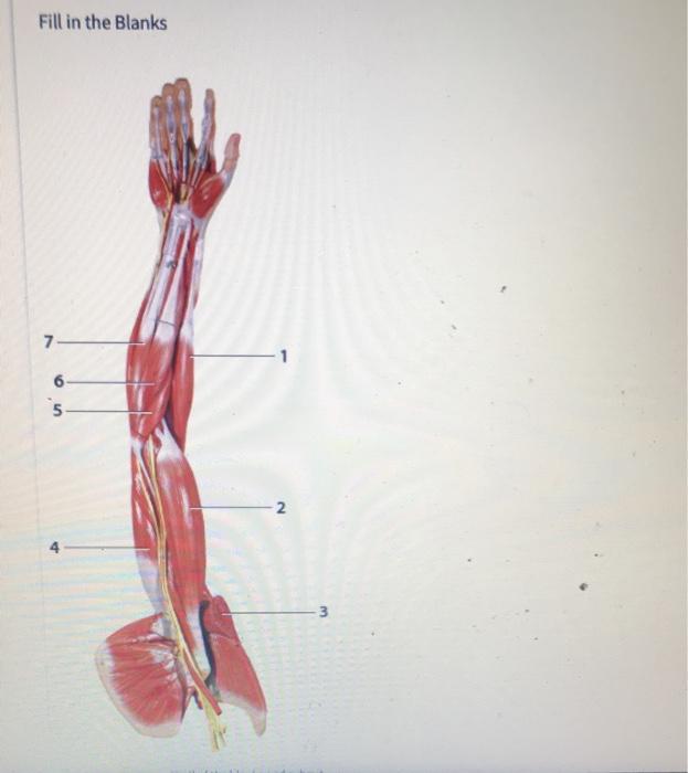 Solved labeling activity: muscles of the shoulder and arm | Chegg.com
